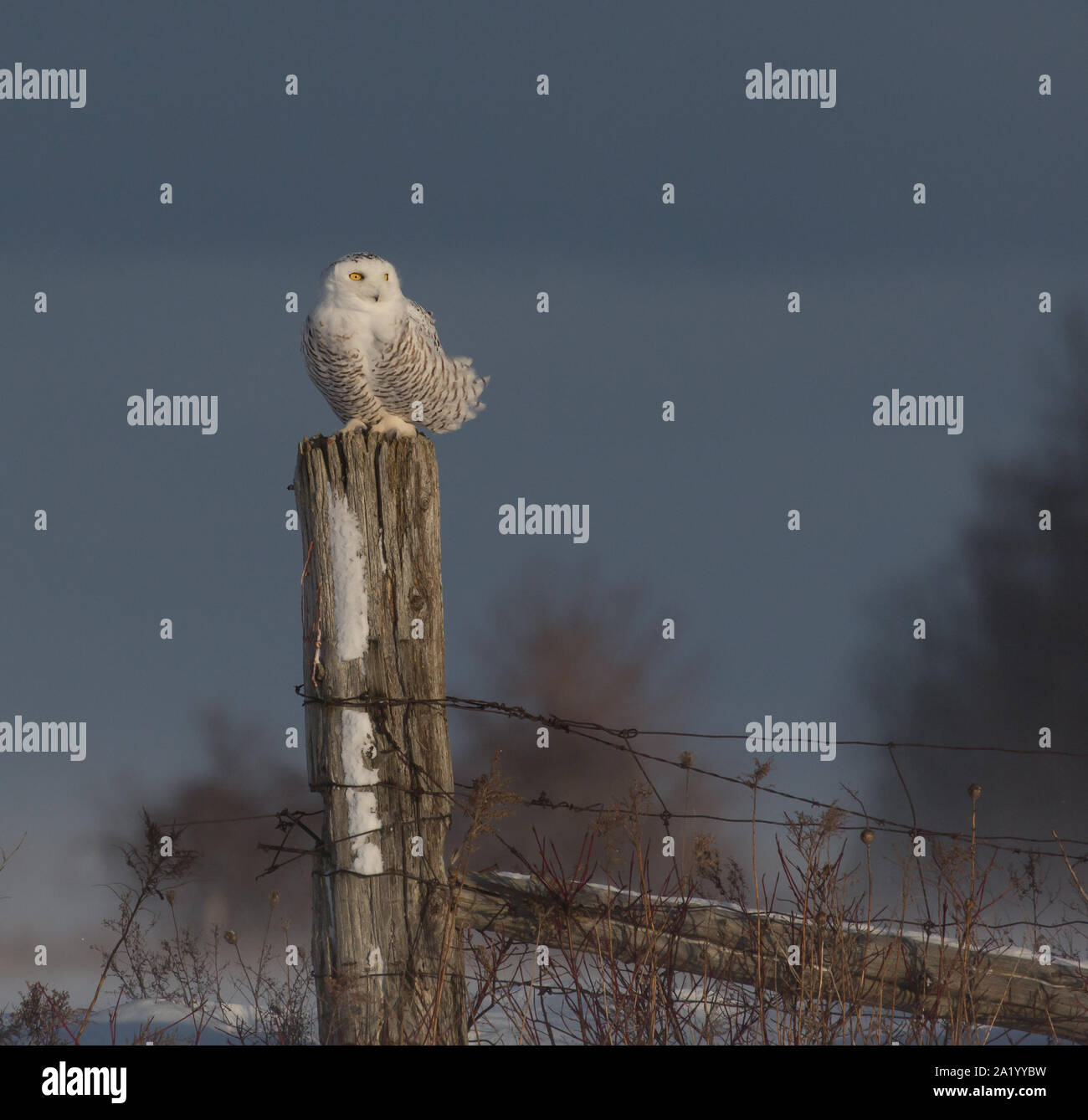 A Snowy Owl Perched on a Fence Post Stock Photo - Alamy