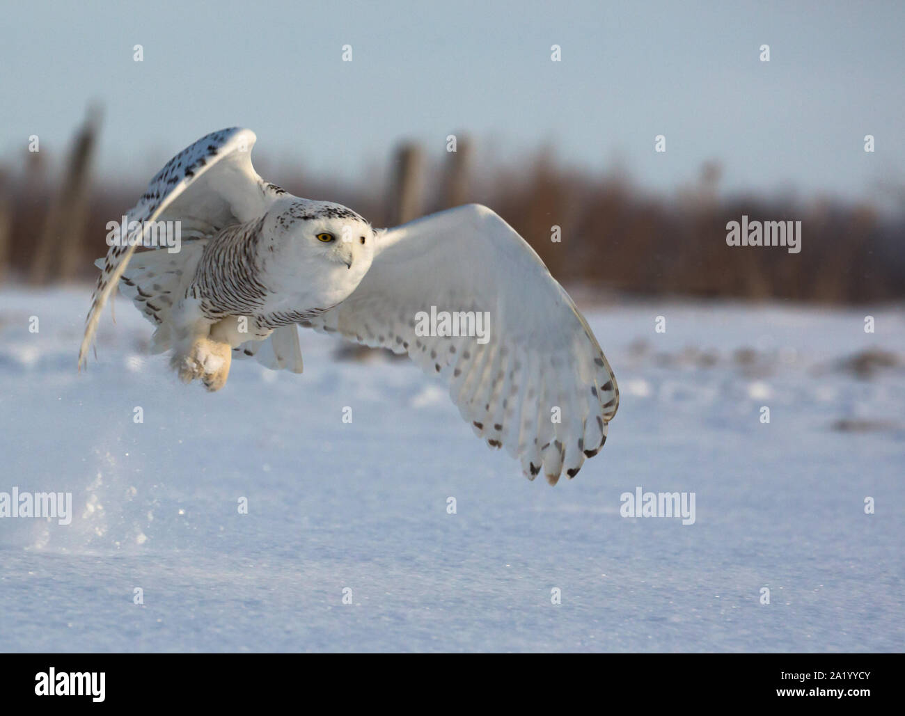 A Snowy Owl in Flight Stock Photo - Alamy