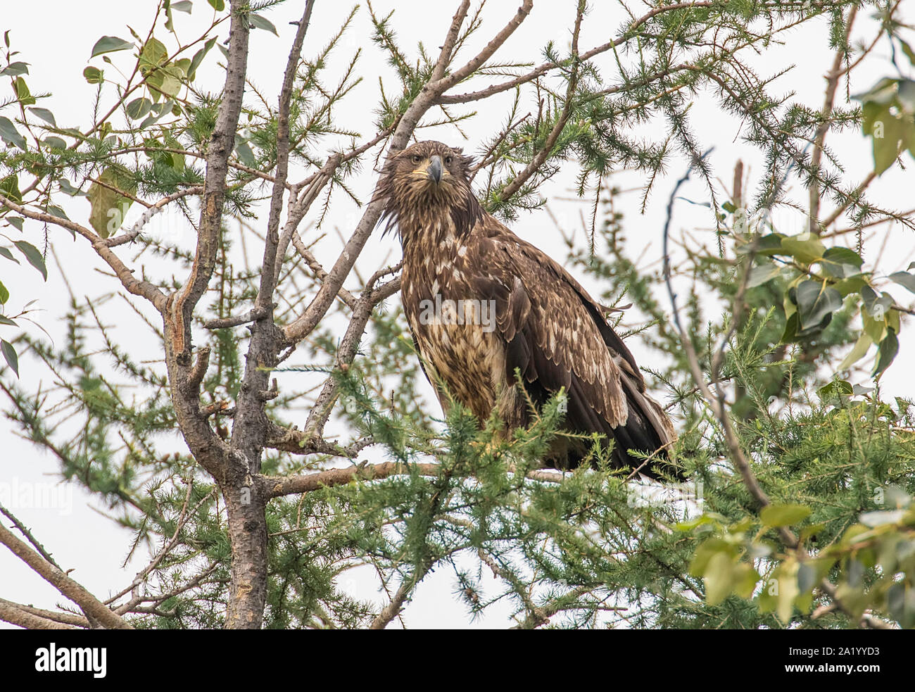 Majestic mexico symbol hi-res stock photography and images - Alamy