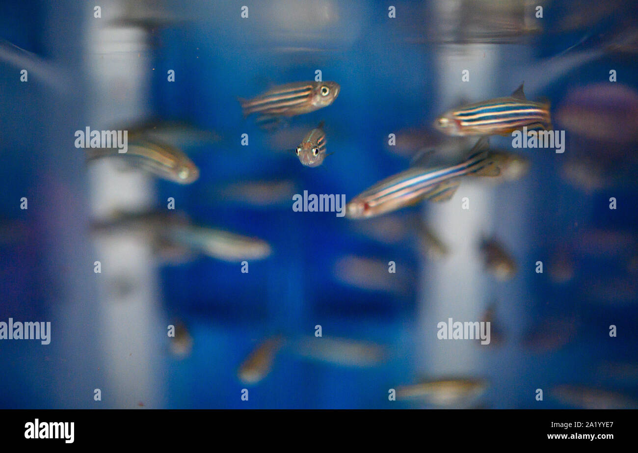 Friedrich miescher hi-res stock photography and images - Alamy