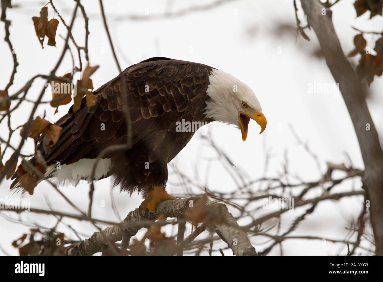 American Bald Eagle American Symbol Stock Photo - Alamy