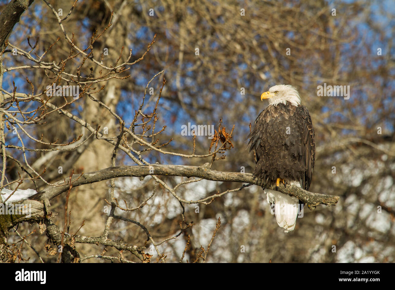 American Bald Eagle American Symbol Stock Photo - Alamy American Bald Eagle American Symbol Stock Photo - Alamy