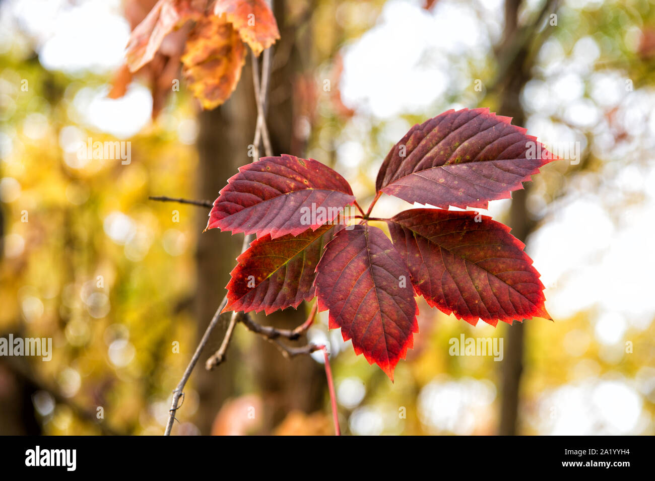 Brightly colored autumn foliage. Fall foliage on natural background ...