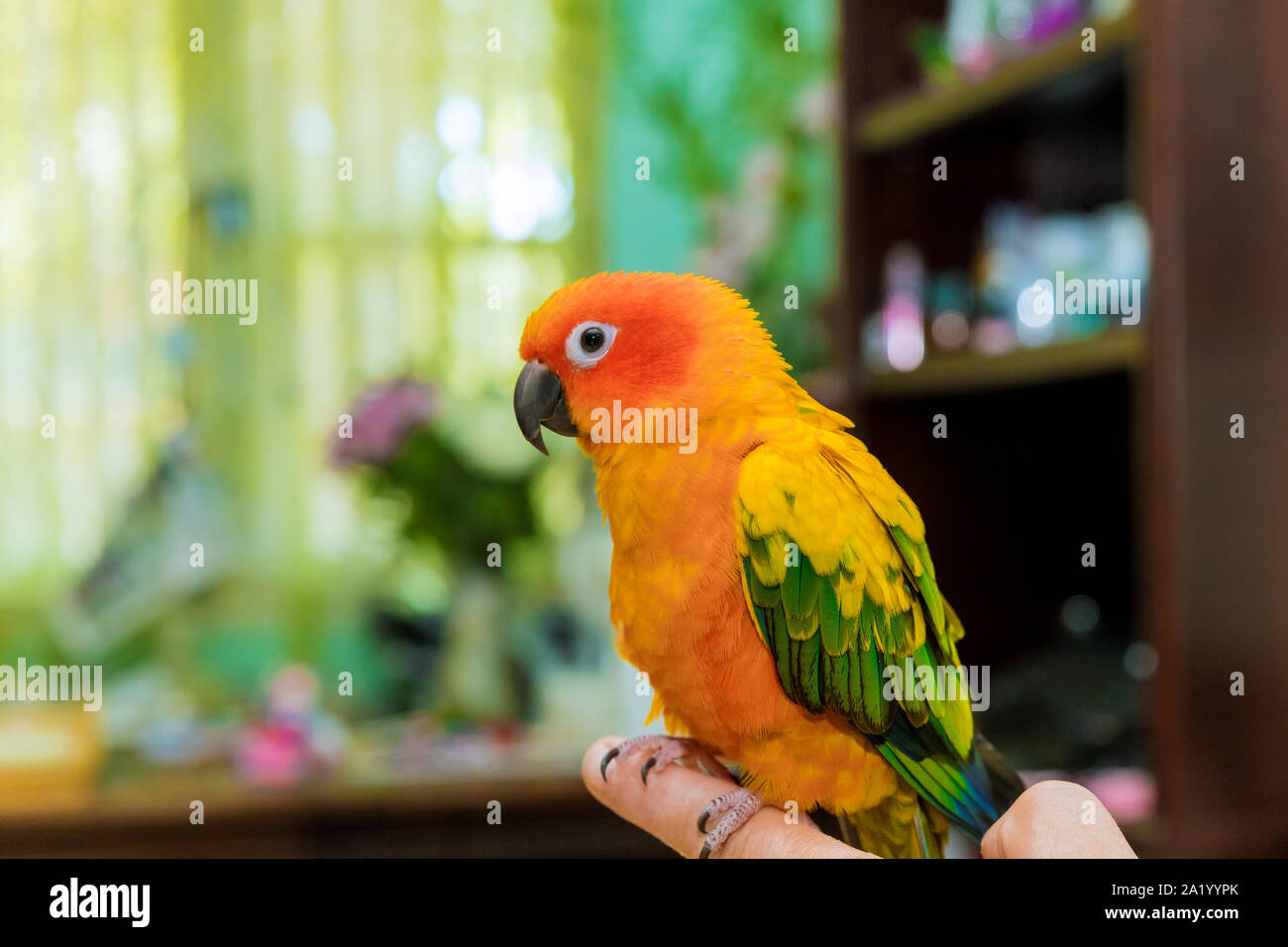 Beautiful yellow and orange Sun Conure perched on the fingers of its ...