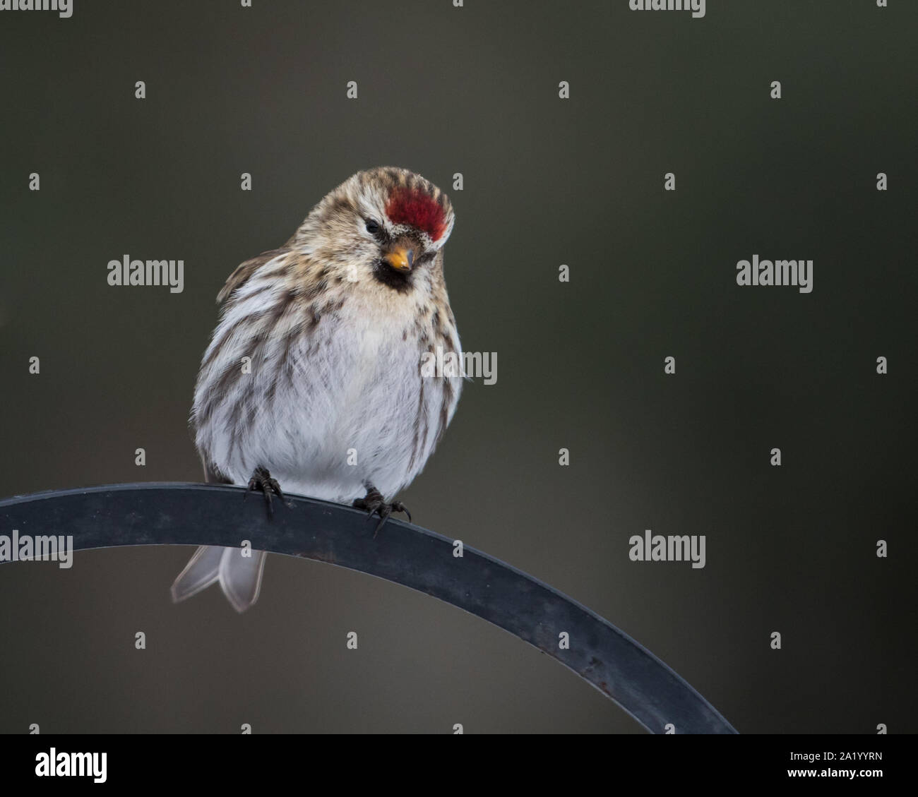 Common Redpoll Female Stock Photo - Alamy
