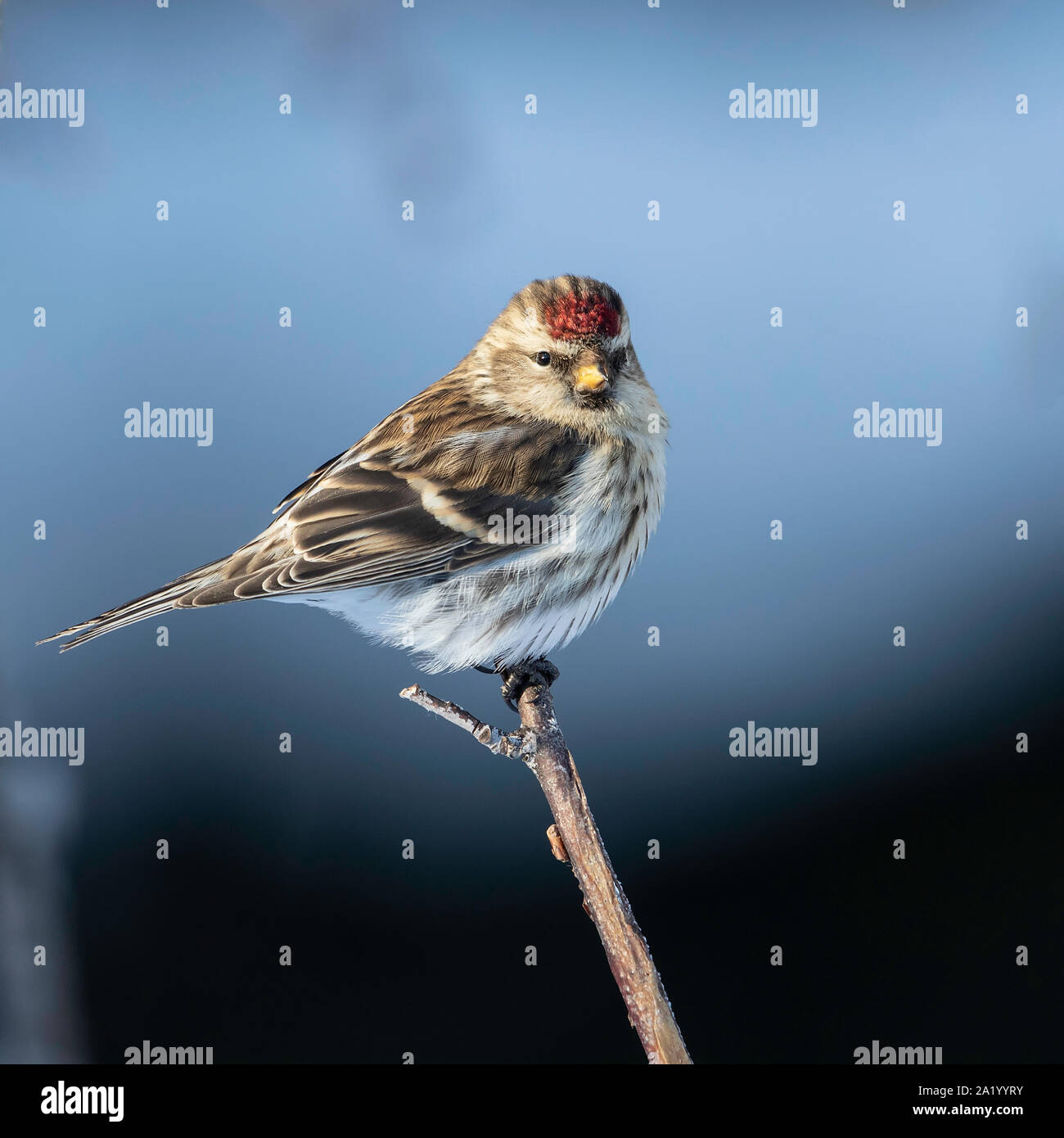 Common Redpoll Female Stock Photo - Alamy