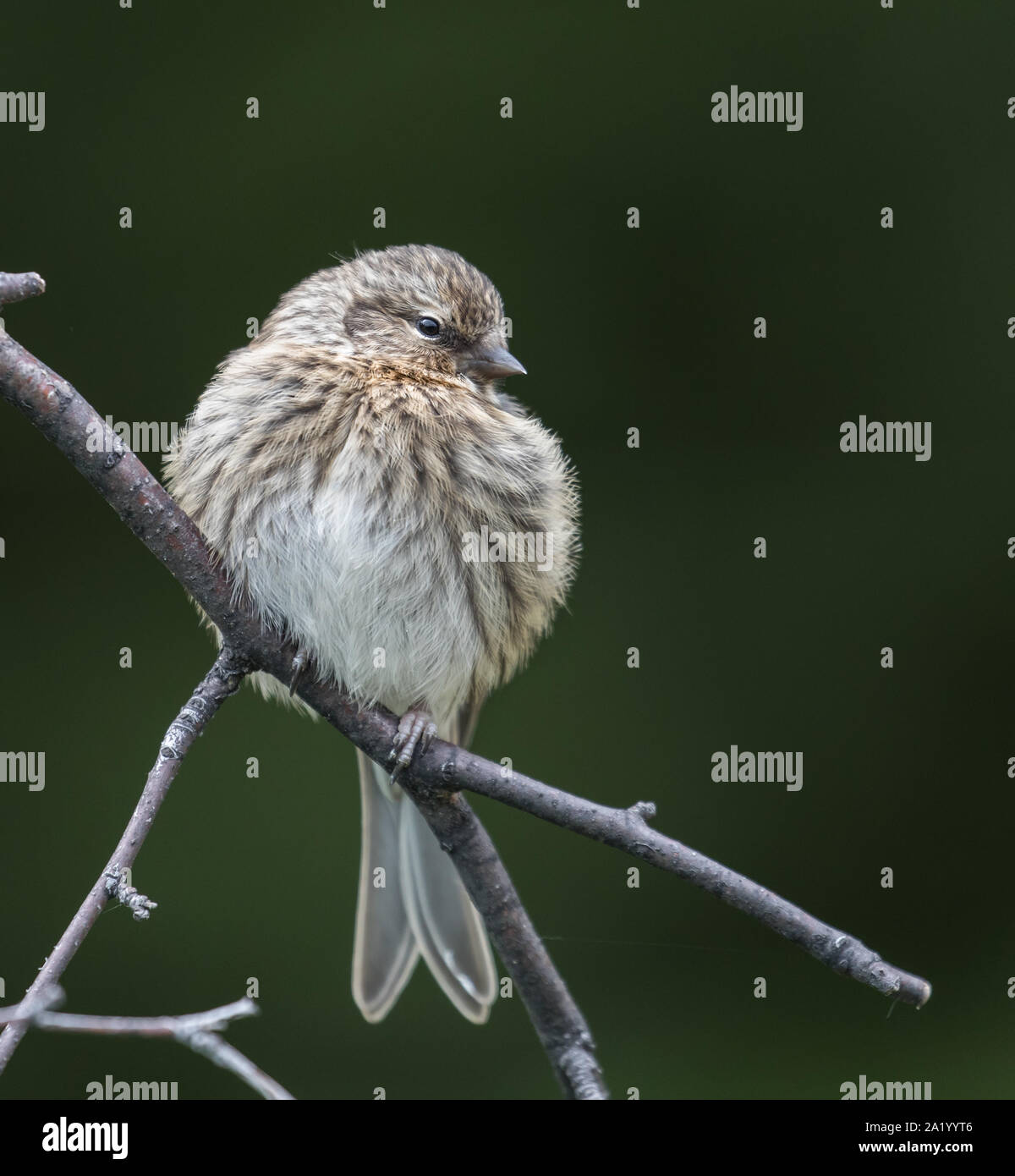 All fluffed up hi-res stock photography and images - Alamy
