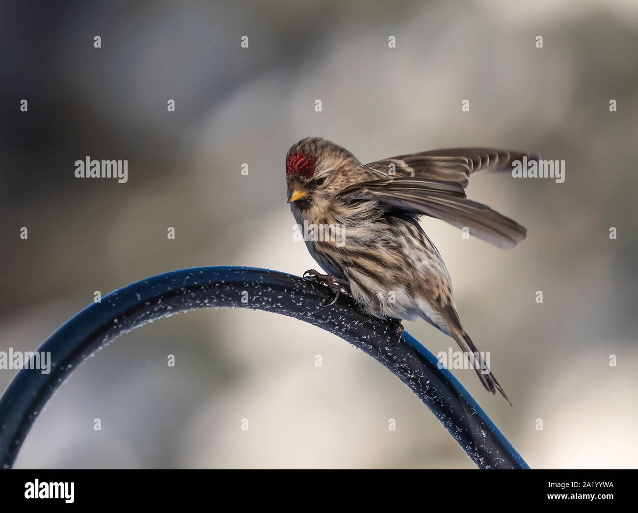 Common Redpoll Female Stock Photo - Alamy