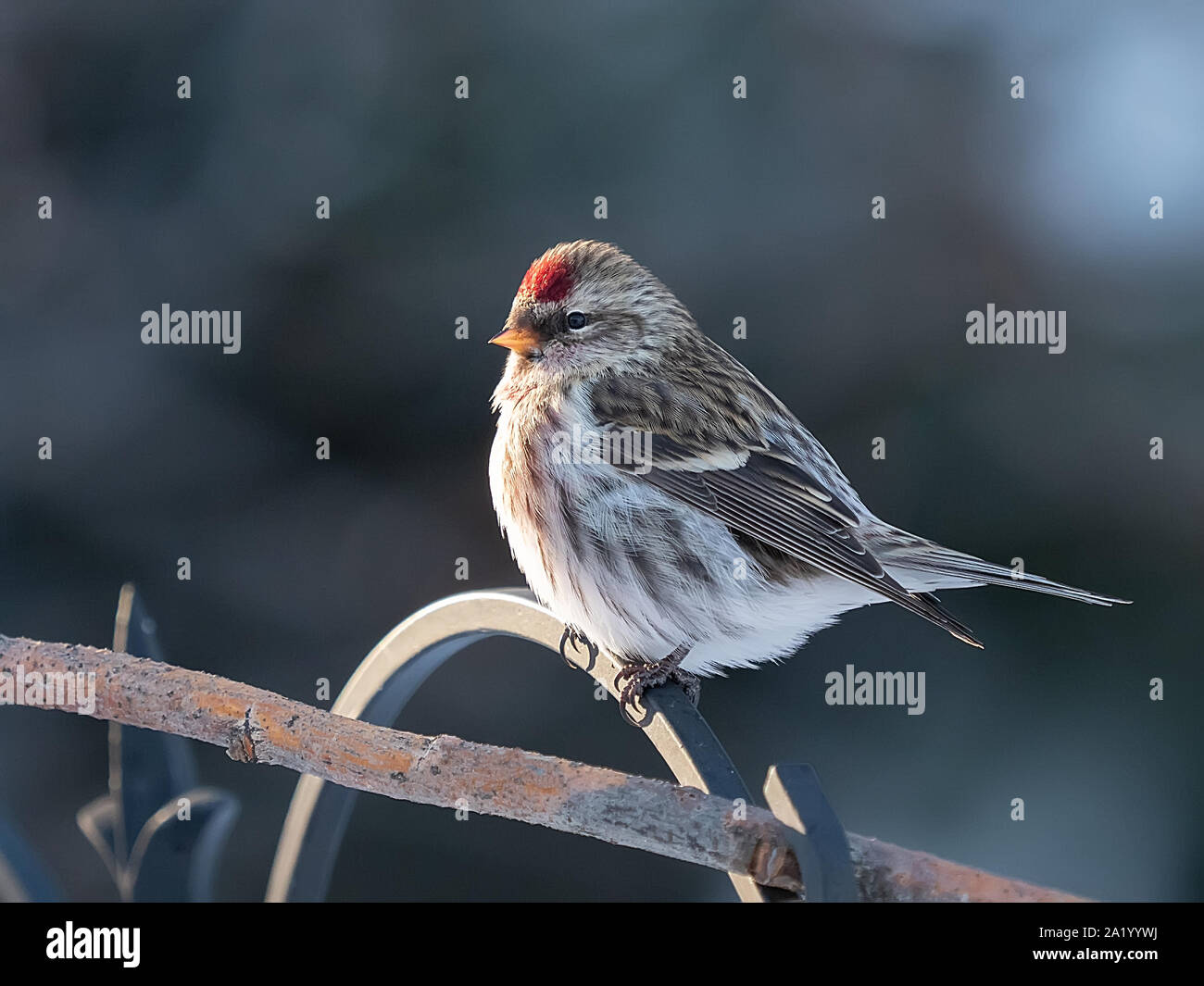 Male redpoll hi-res stock photography and images - Alamy