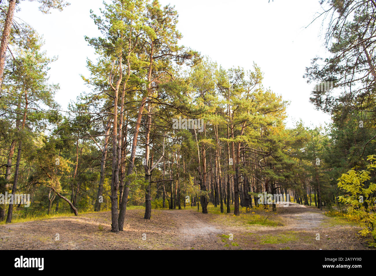 Leafy wanderlust hi-res stock photography and images - Alamy