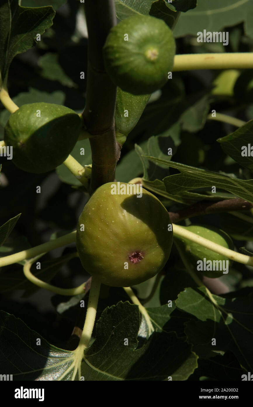 Fig tree in the garden - nature photography - Balaton, Pecsely, Hungary ...