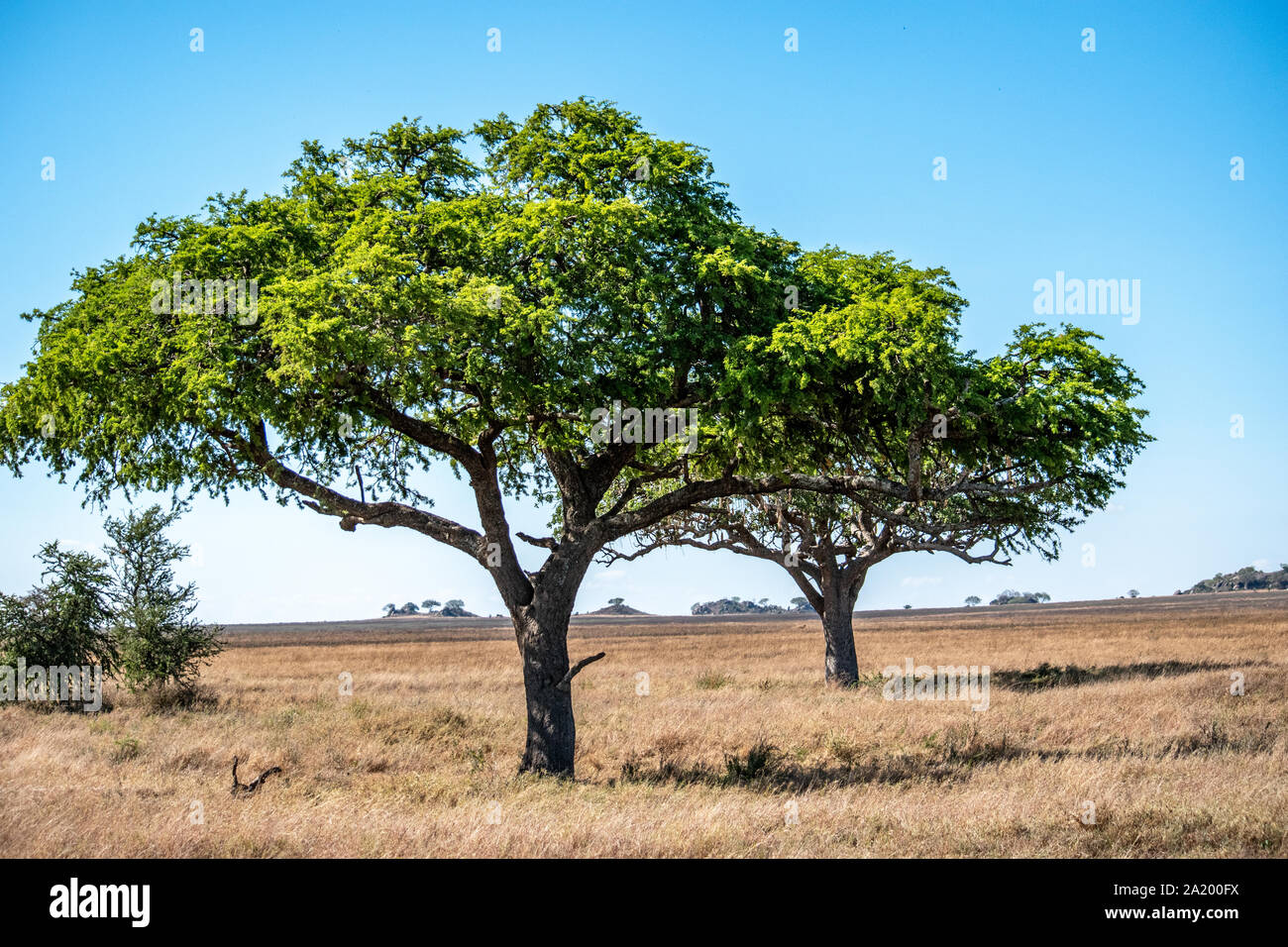 Serengeti landscapes with beautiful acacia trees Stock Photo - Alamy