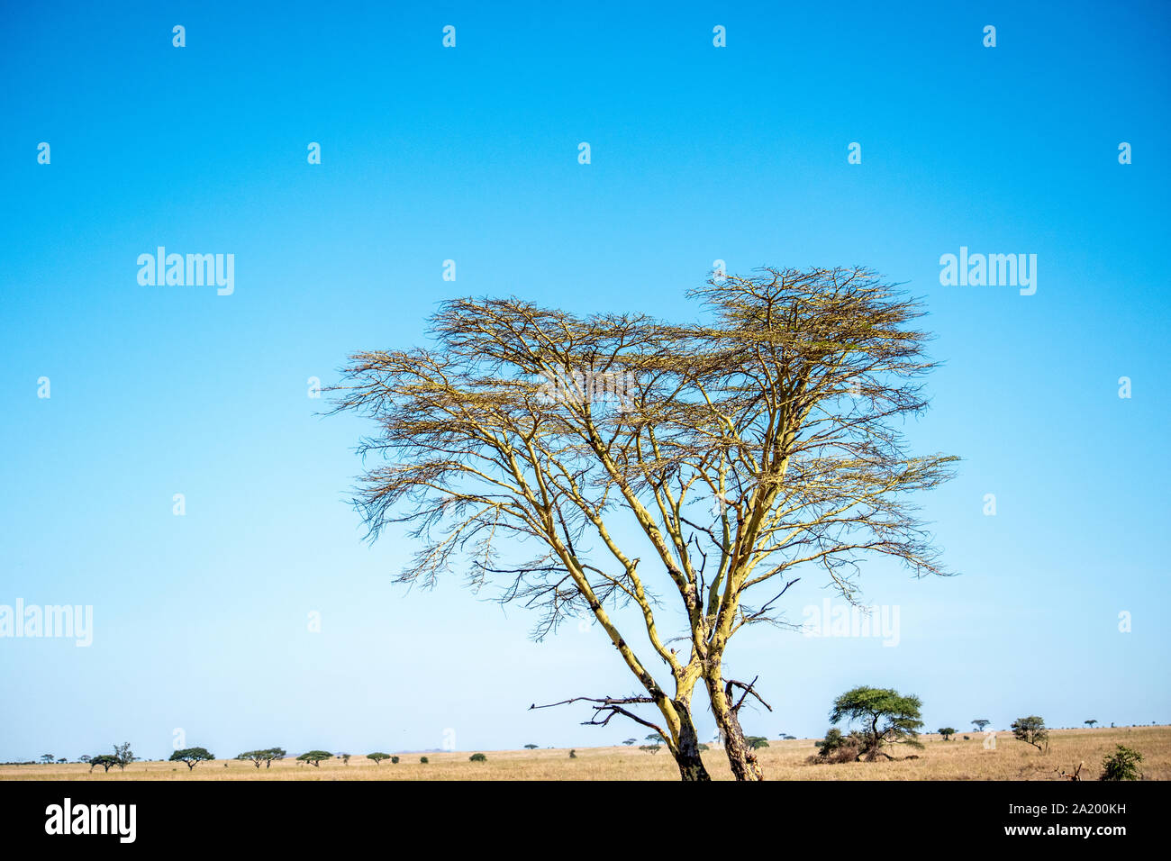 Serengeti landscapes with beautiful acacia trees Stock Photo - Alamy