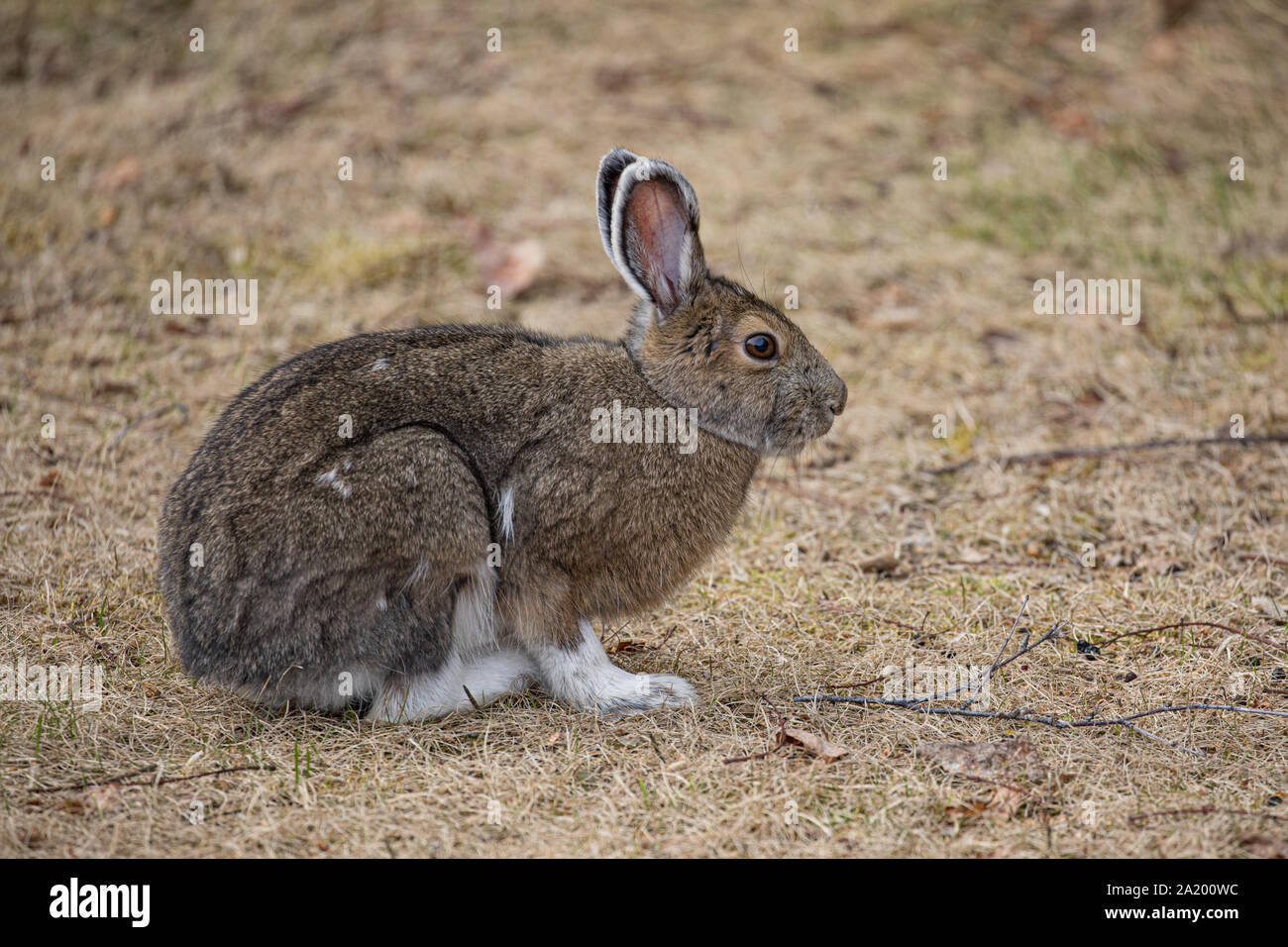 Alaska rabbit hi-res stock photography and images - Alamy