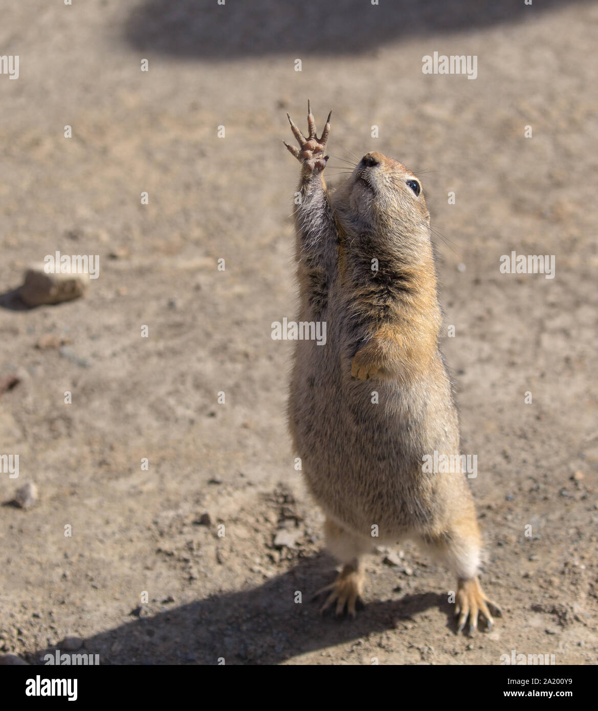 North american ground squirrel hi-res stock photography and images - Alamy