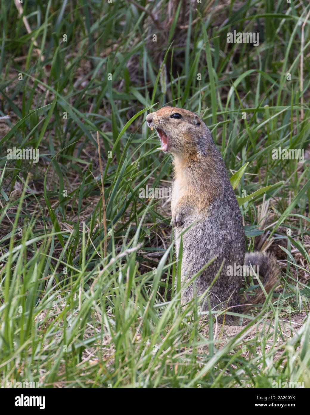 North american ground squirrel hi-res stock photography and images - Alamy