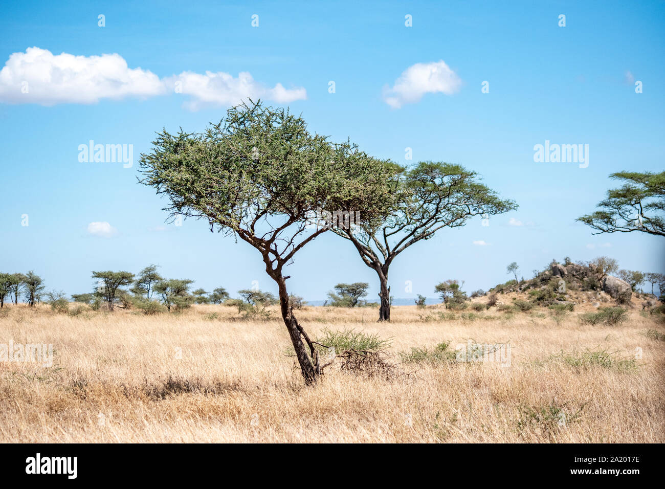 Serengeti landscapes with beautiful acacia trees Stock Photo - Alamy