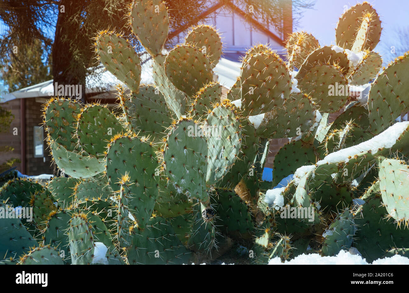 Arizona After winter storm snow prickly pear cactus snowfall in the ...