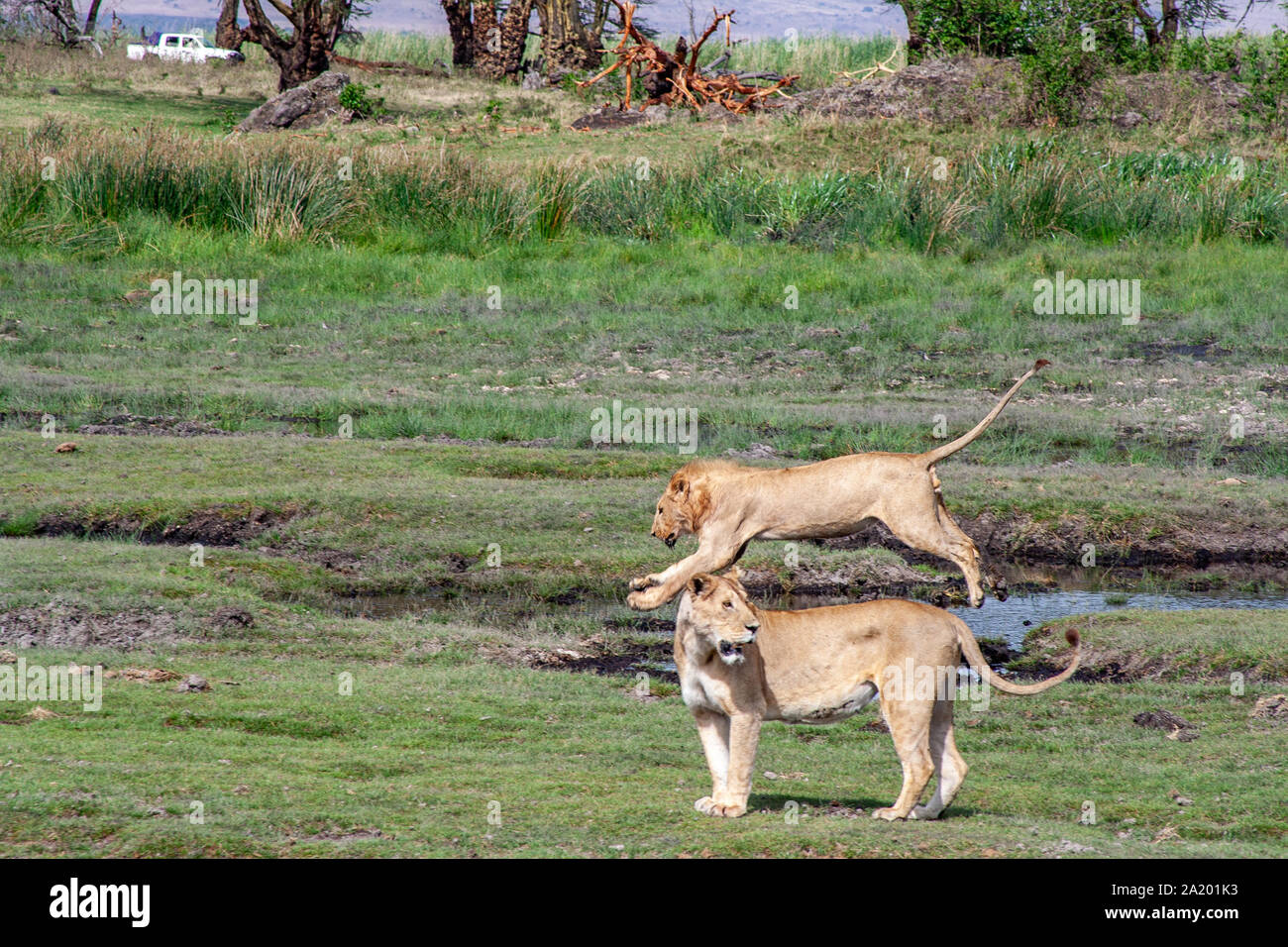 Leaping Lion High Resolution Stock Photography and Images - Alamy