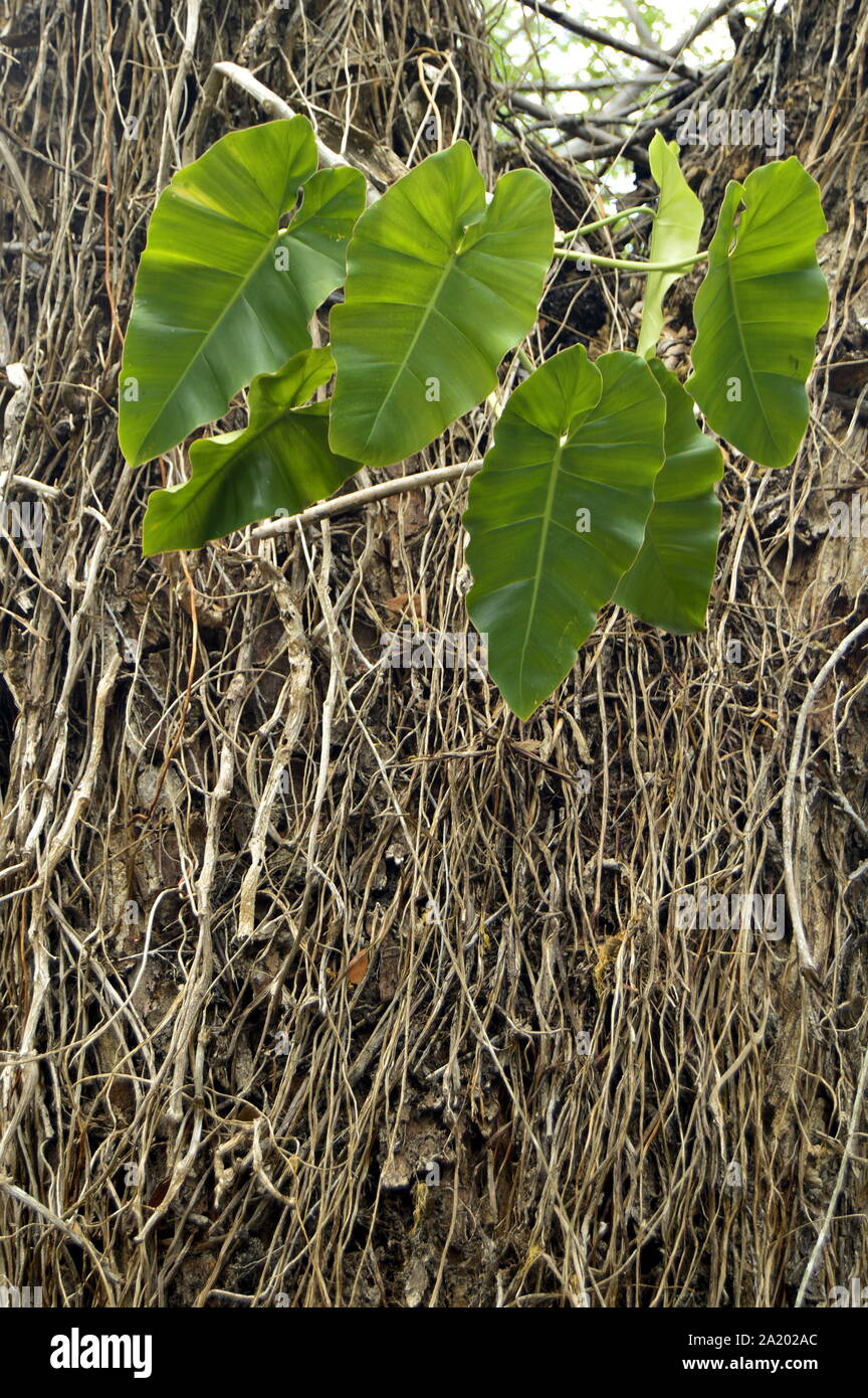 Lote tree hi-res stock photography and images - Alamy