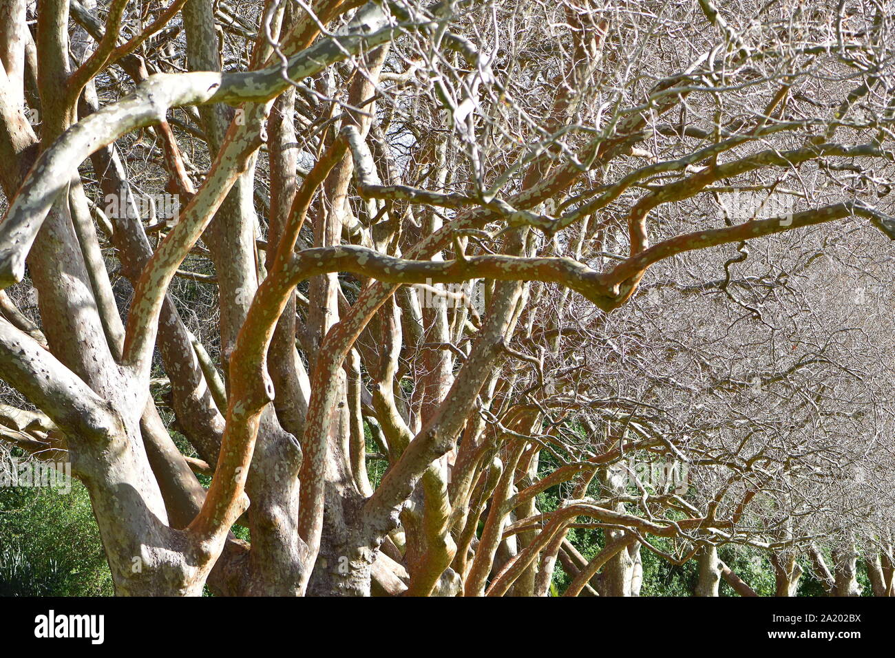 Platanus Trees Stock Photos & Platanus Trees Stock Images - Alamy