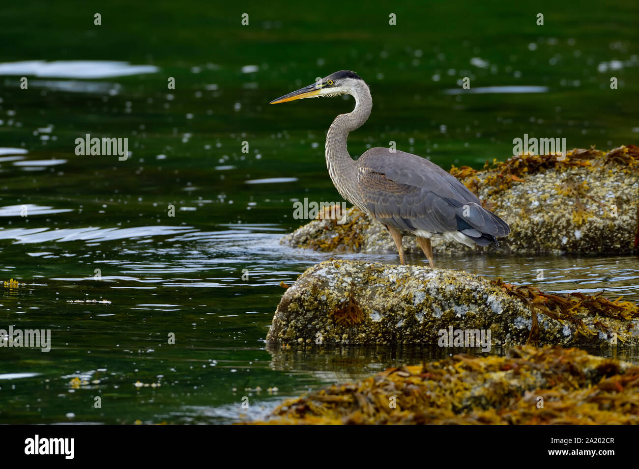Mcgouey great blue heron hi-res stock photography and images - Alamy