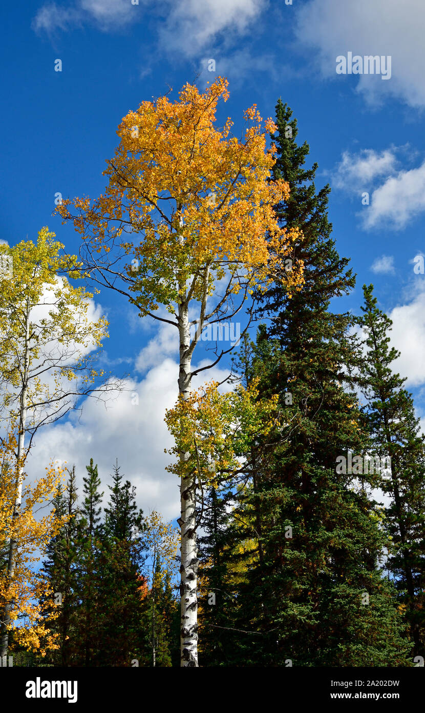 Trees growing wild and growing tall in rural Alberta Canada Stock Photo ...