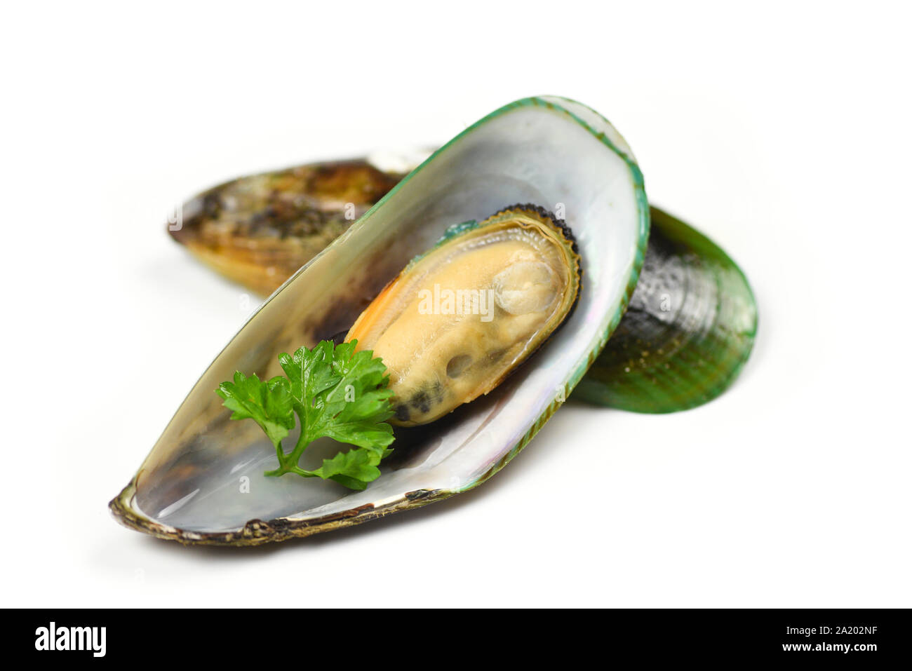 Mussels isolated on white background / Green mussel shell with parsley ...