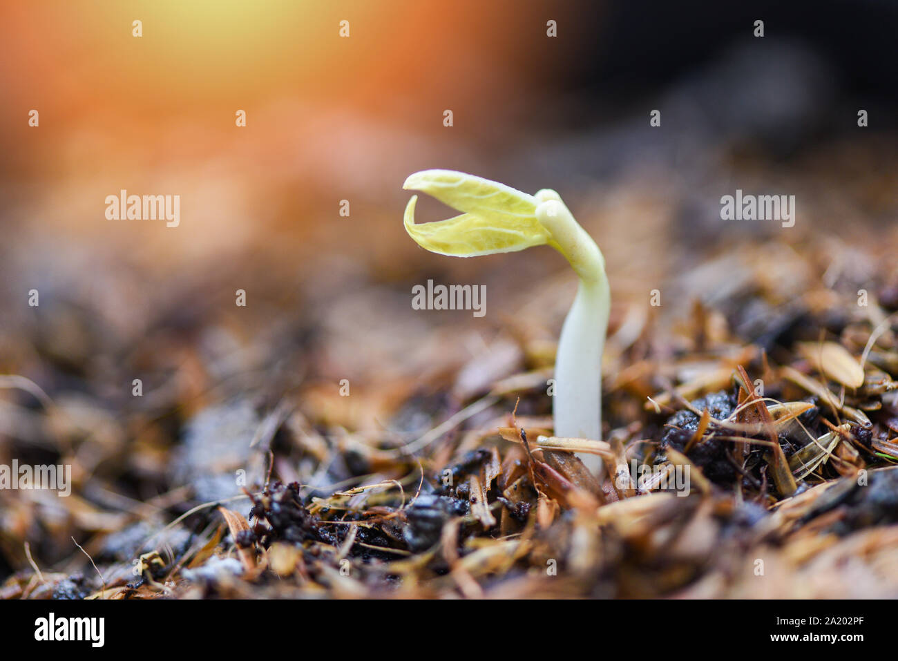 Close up Organic Sprouting beans on Cultivated soil / bean sprout seed ...