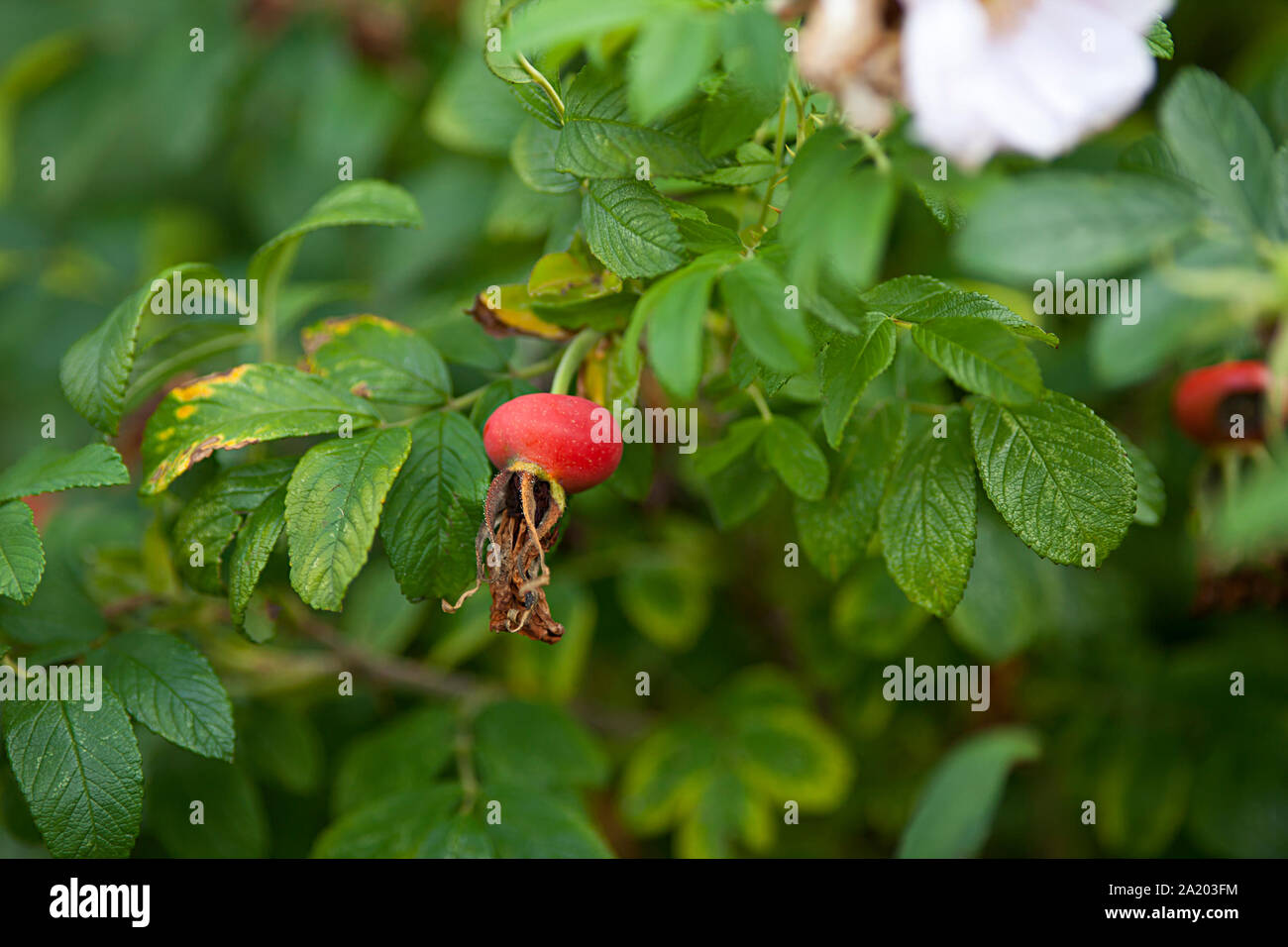Rose hip, rose haw, rose hap fruit Stock Photo - Alamy