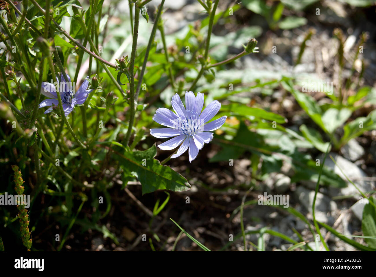 common Chicory plant with purple blossom Stock Photo - Alamy