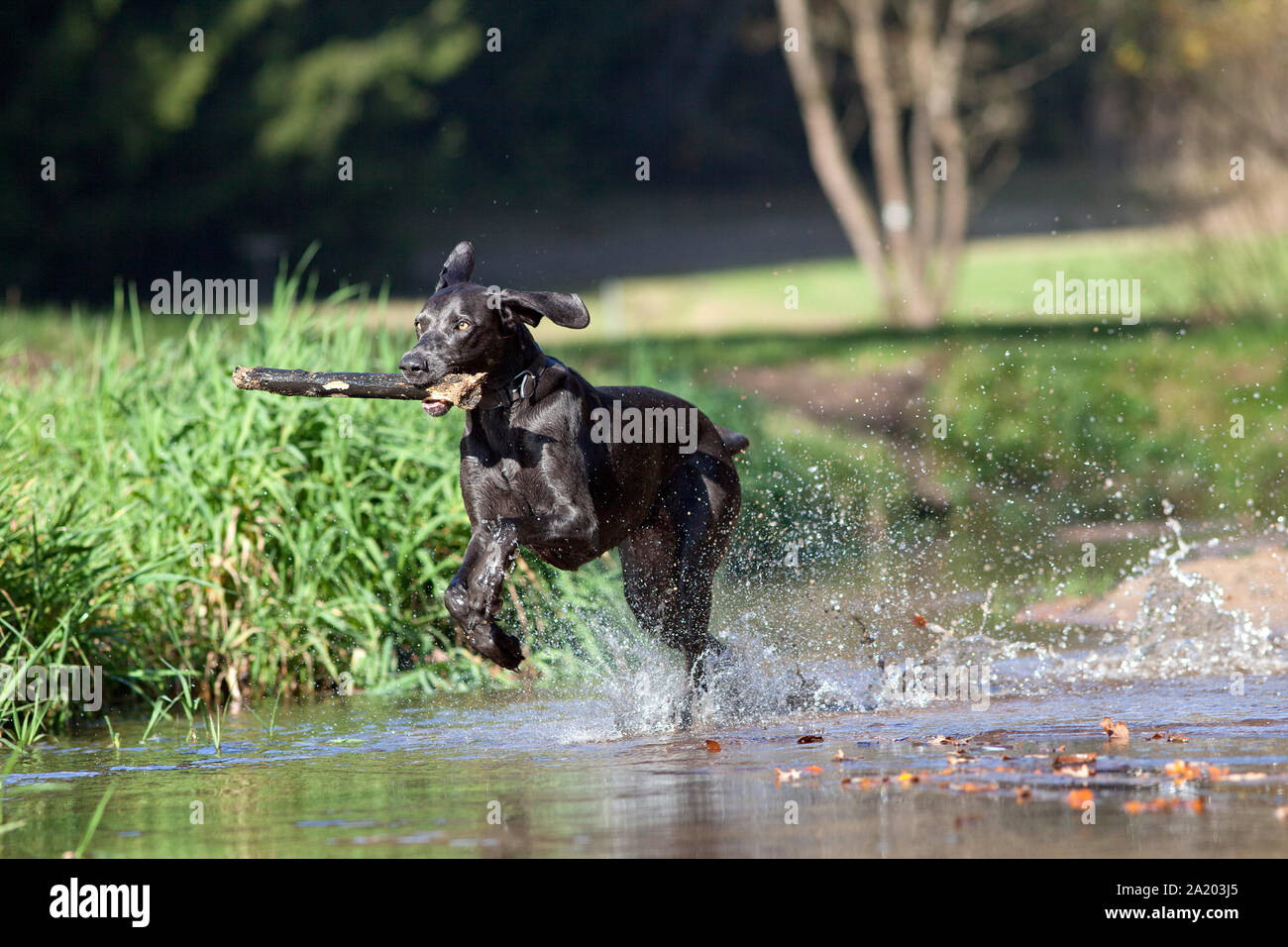 Weimaraner dog play and bring back branch Stock Photo - Alamy