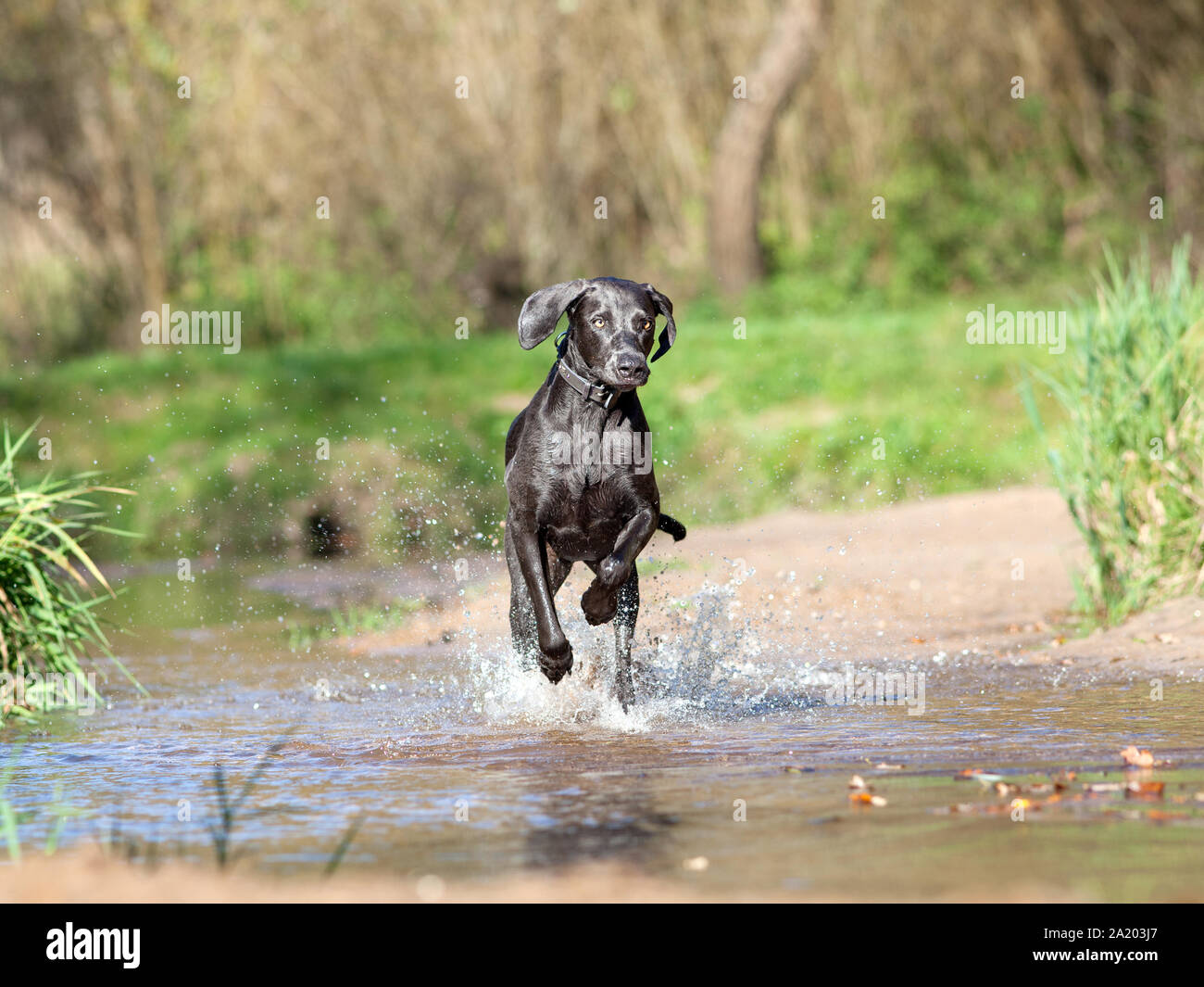 Weimaraner dog running in water hi-res stock photography and images - Alamy