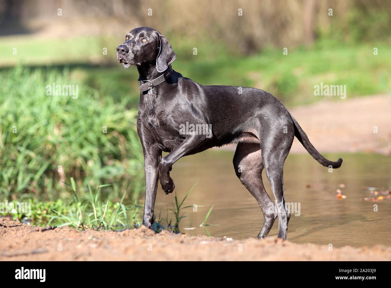 Weimaraner purebred dog outside portrait Stock Photo - Alamy