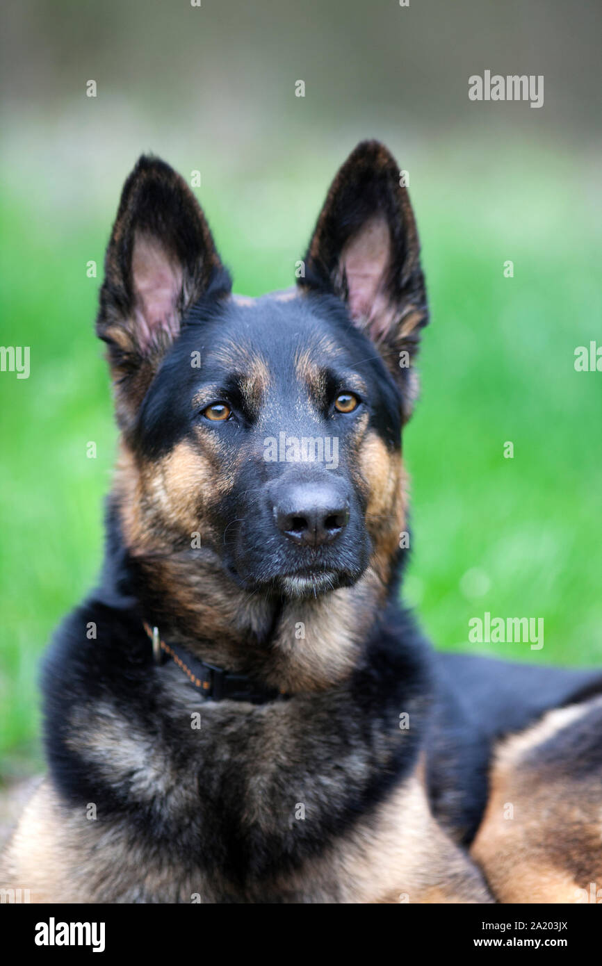 Shepard dog hi-res stock photography and images - Alamy