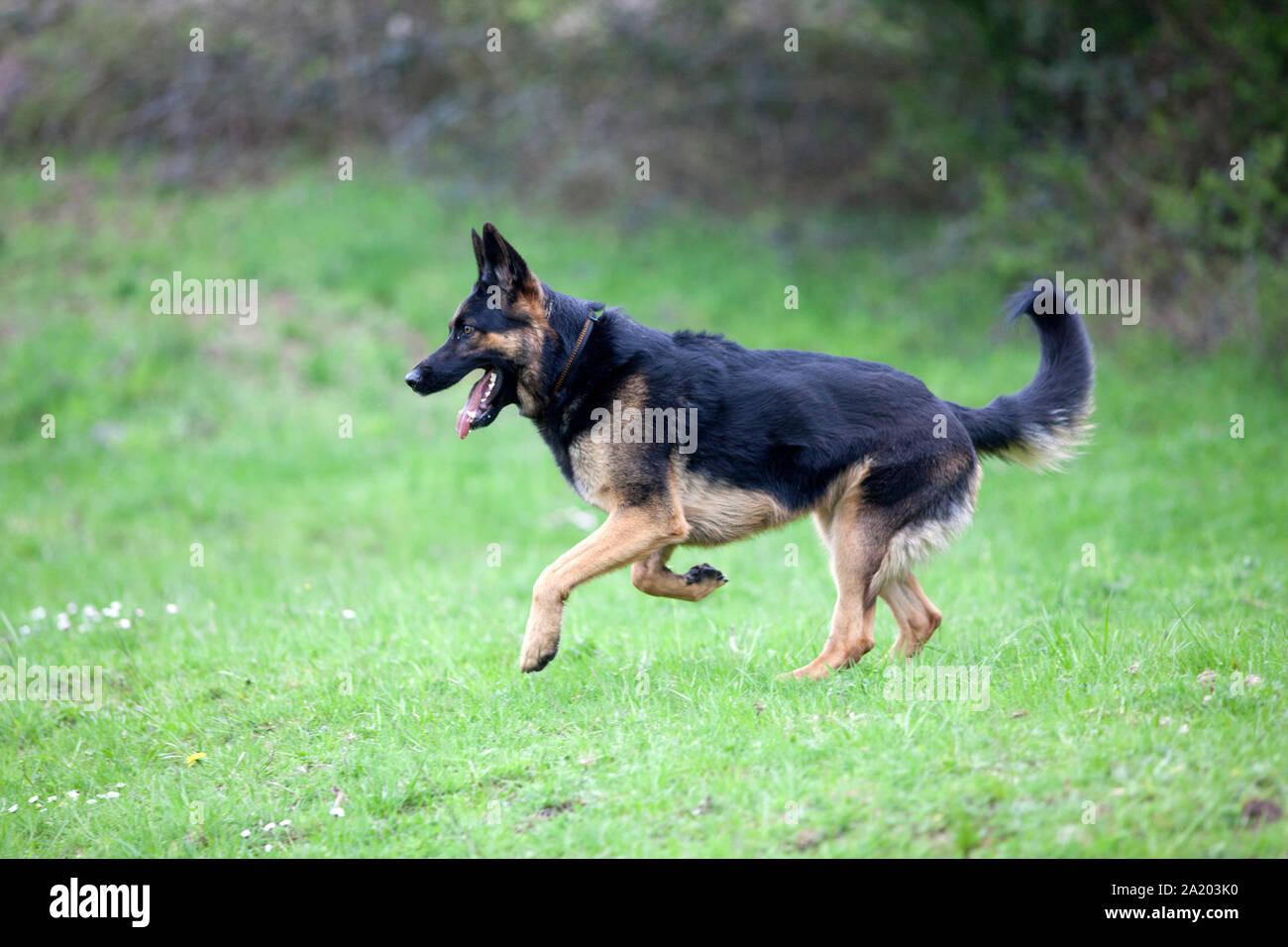 Running dog German shepard in field Stock Photo - Alamy