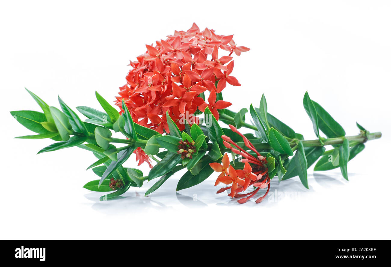 Ixora flower hi-res stock photography and images - Alamy