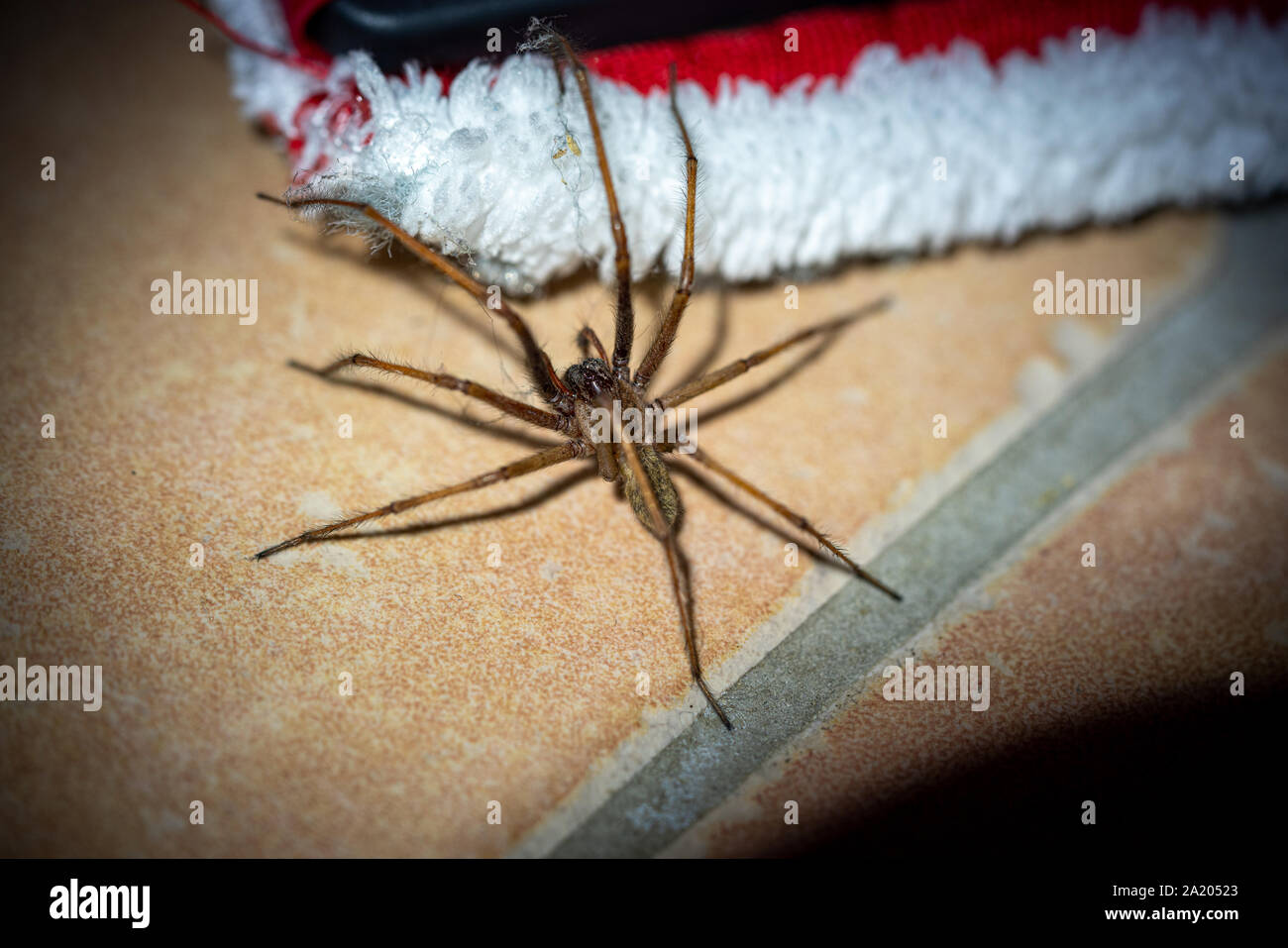 Entangled legs hi-res stock photography and images - Alamy