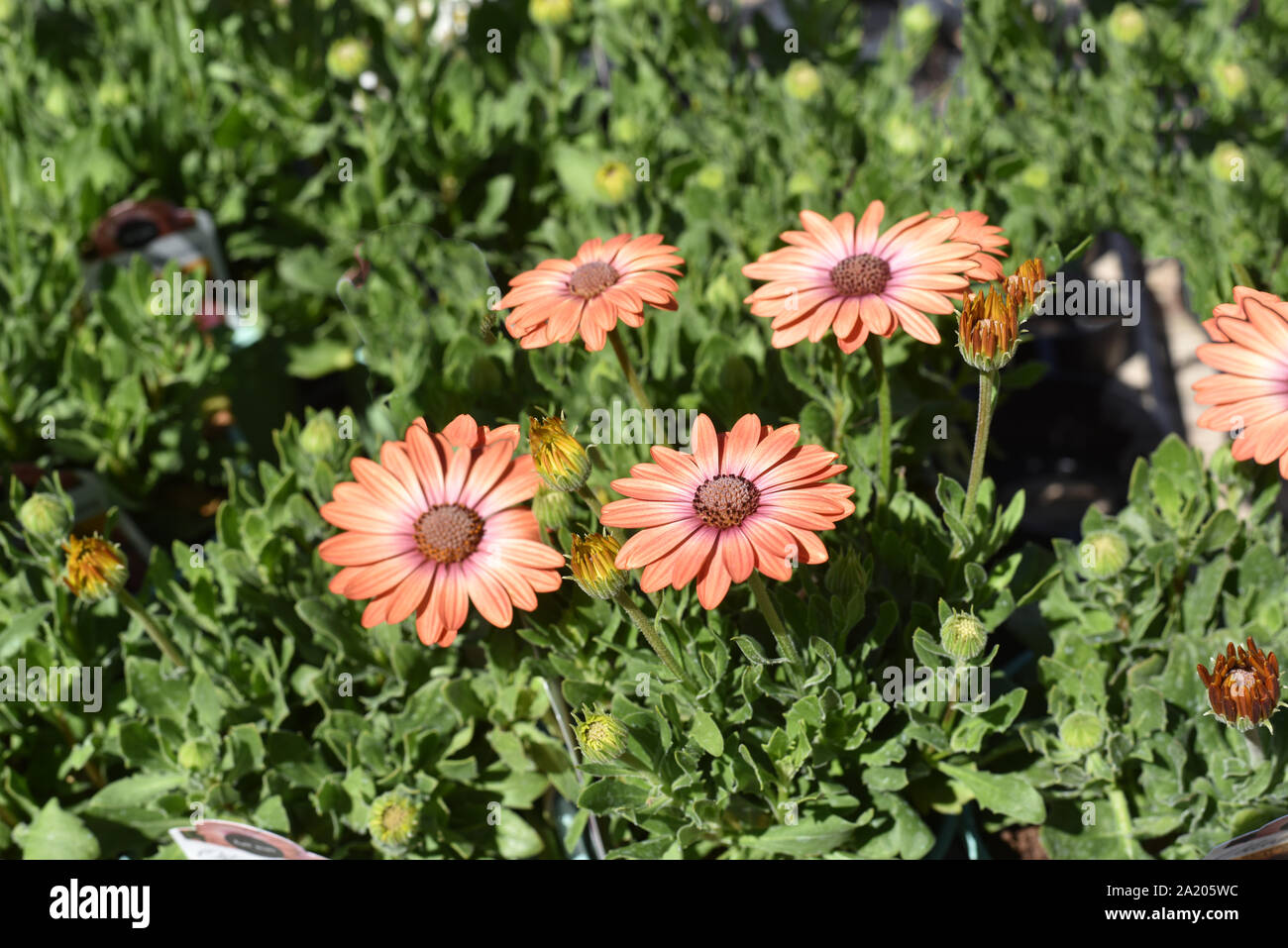 Red daisy button hi-res stock photography and images - Alamy