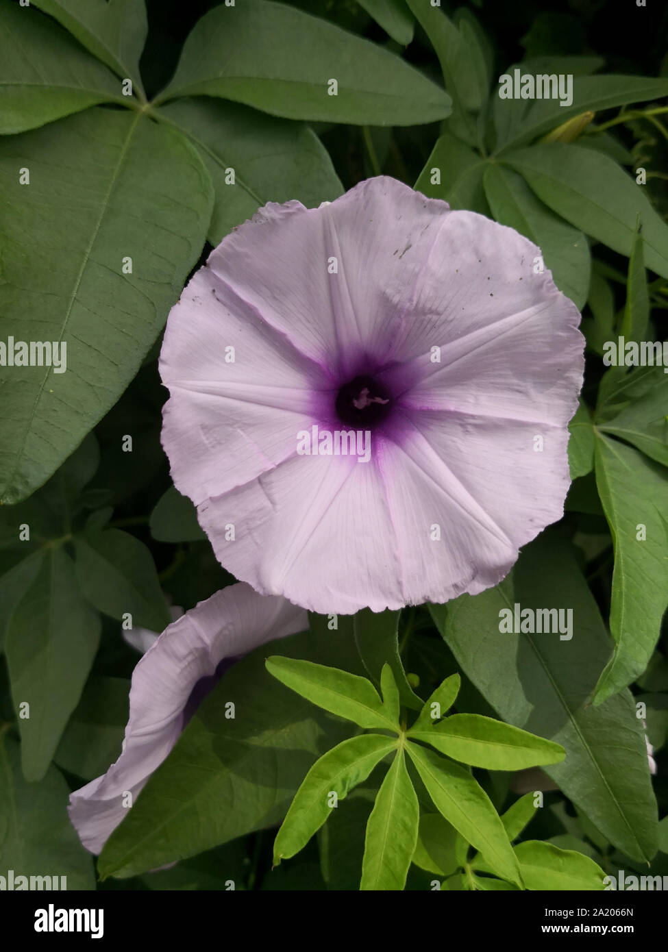 Cof hi-res stock photography and images - Alamy