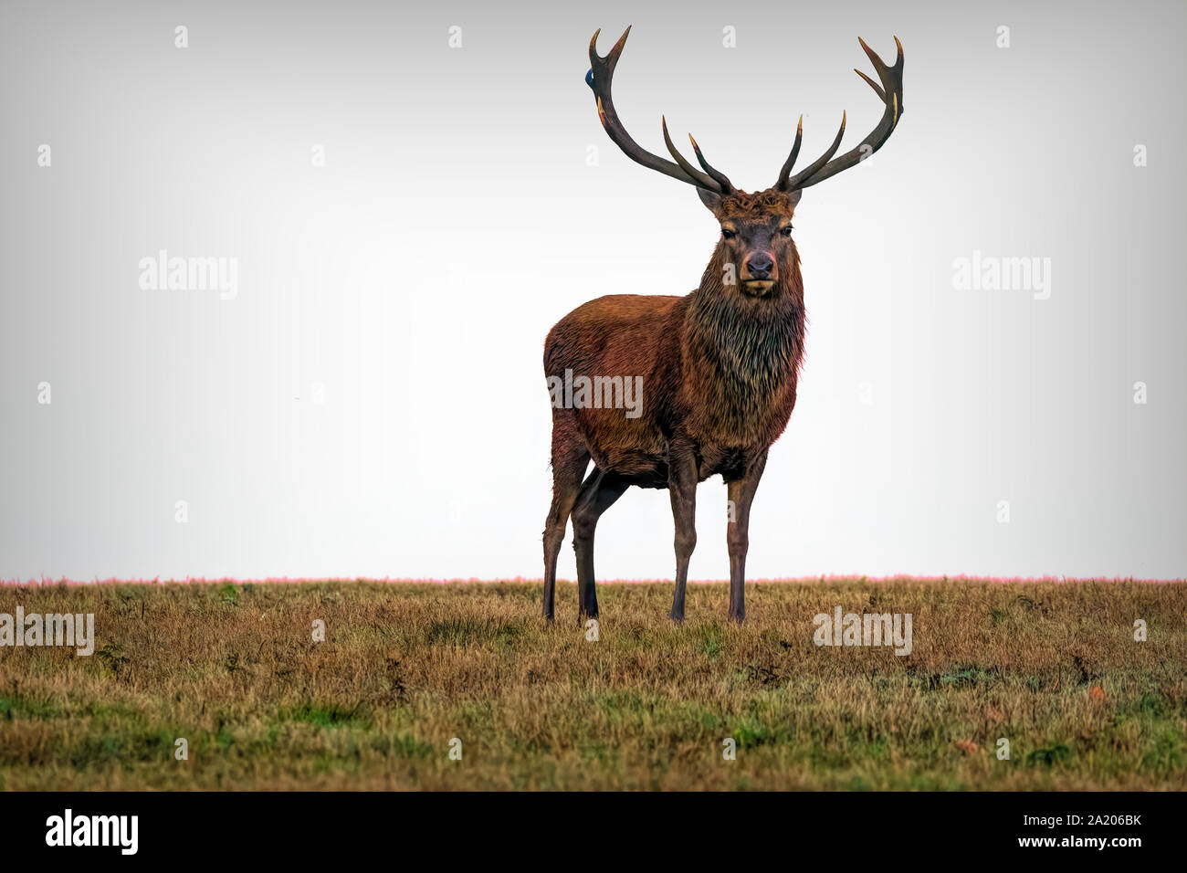 Red Deer Stag with Full antler Stock Photo - Alamy