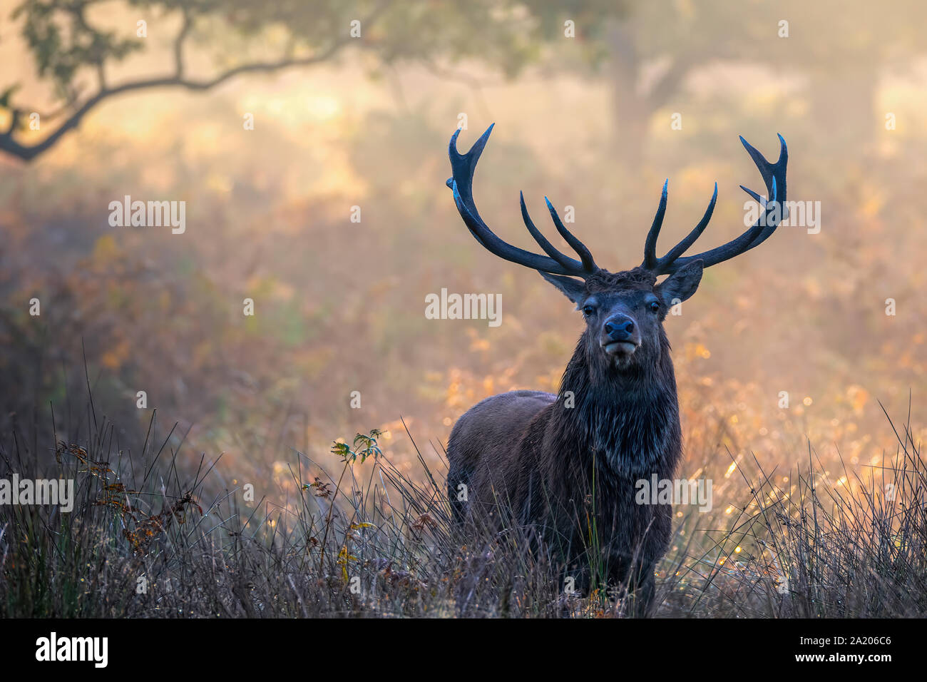 Red Deer Stag with Full antler Stock Photo - Alamy