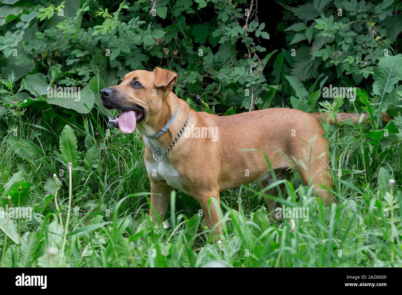 Cute american pit bull terrier puppy is standing on a green grass in ...