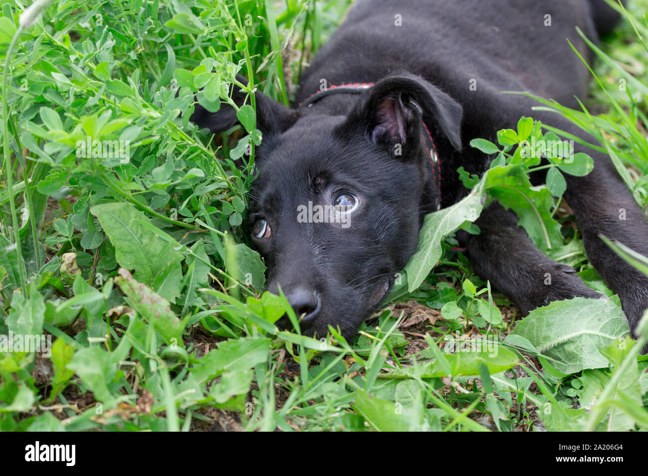 Cute homeless puppy from the dog shelter is lying in the green grass ...