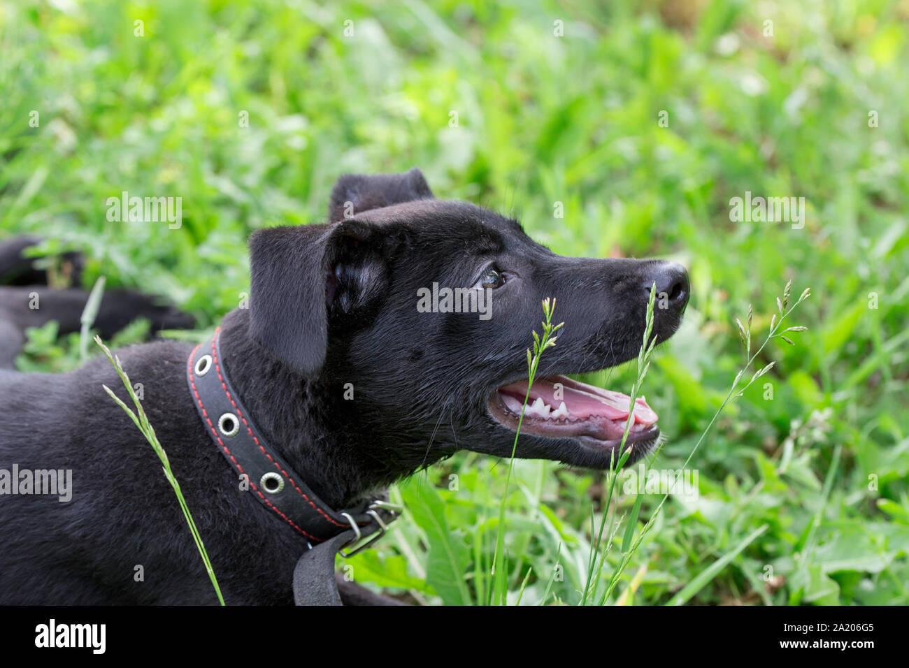 Portrait of cute homeless puppy from the dog shelter is lying in the ...
