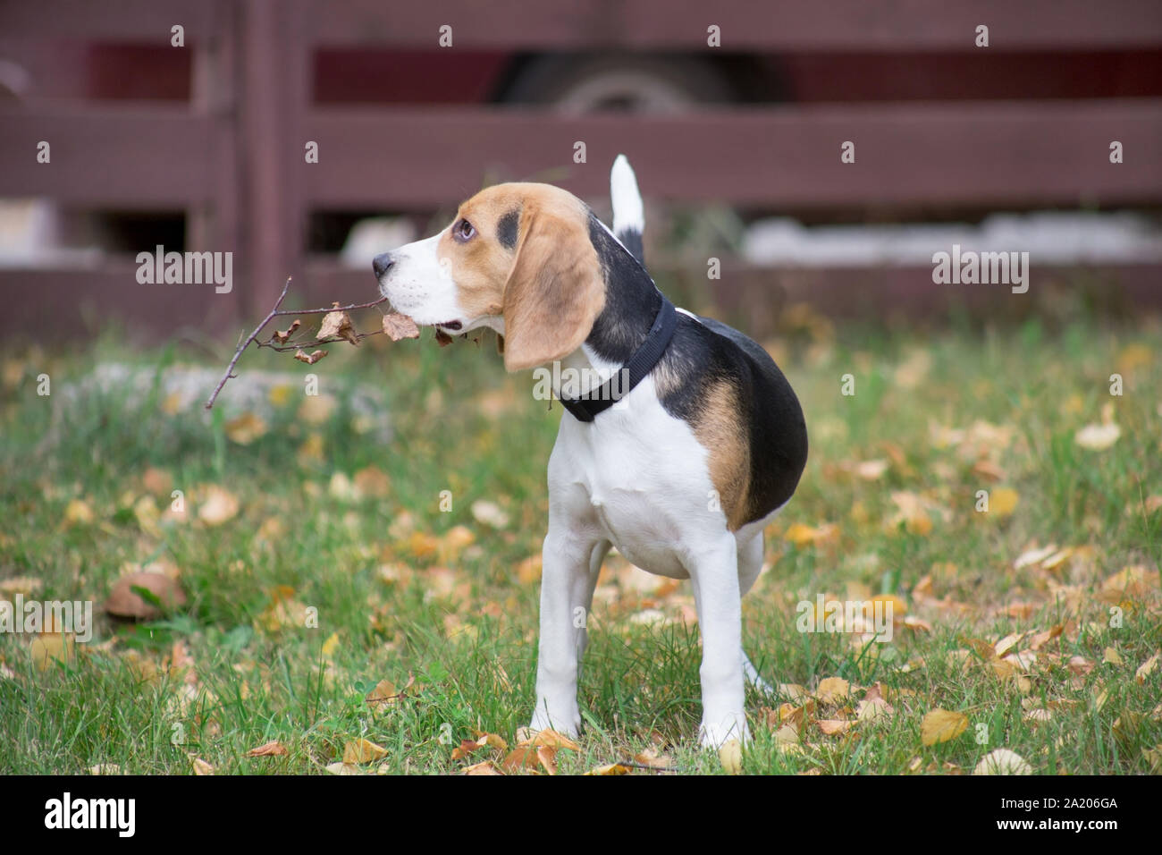 Cute beagle puppy is holding a twig of a tree in his teeth. Pet animals ...