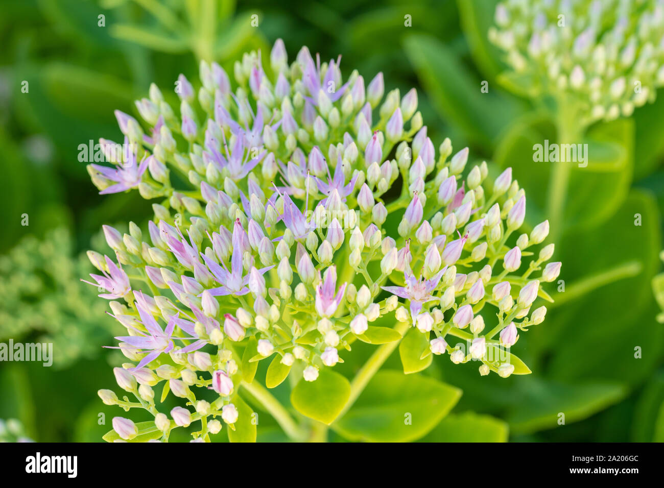 A macro view of a sedum telephium in summer Stock Photo - Alamy
