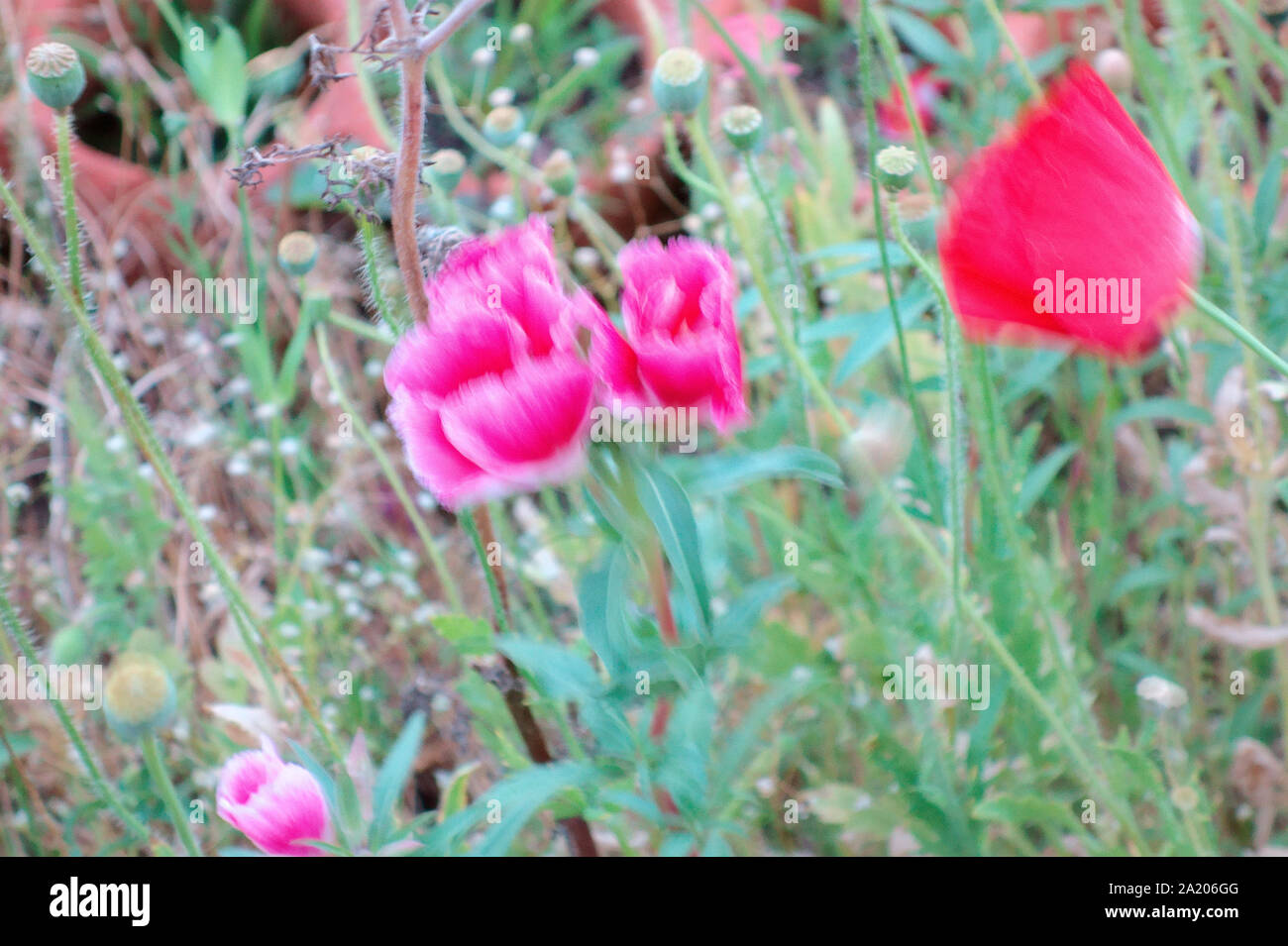 Clumps of various flowers that bloom in the field Stock Photo - Alamy