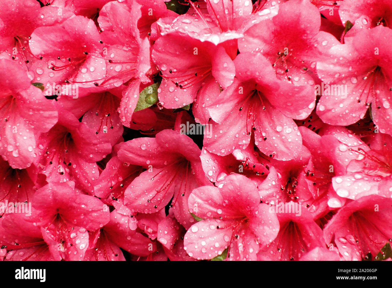 Azalea of fresh red color Stock Photo - Alamy