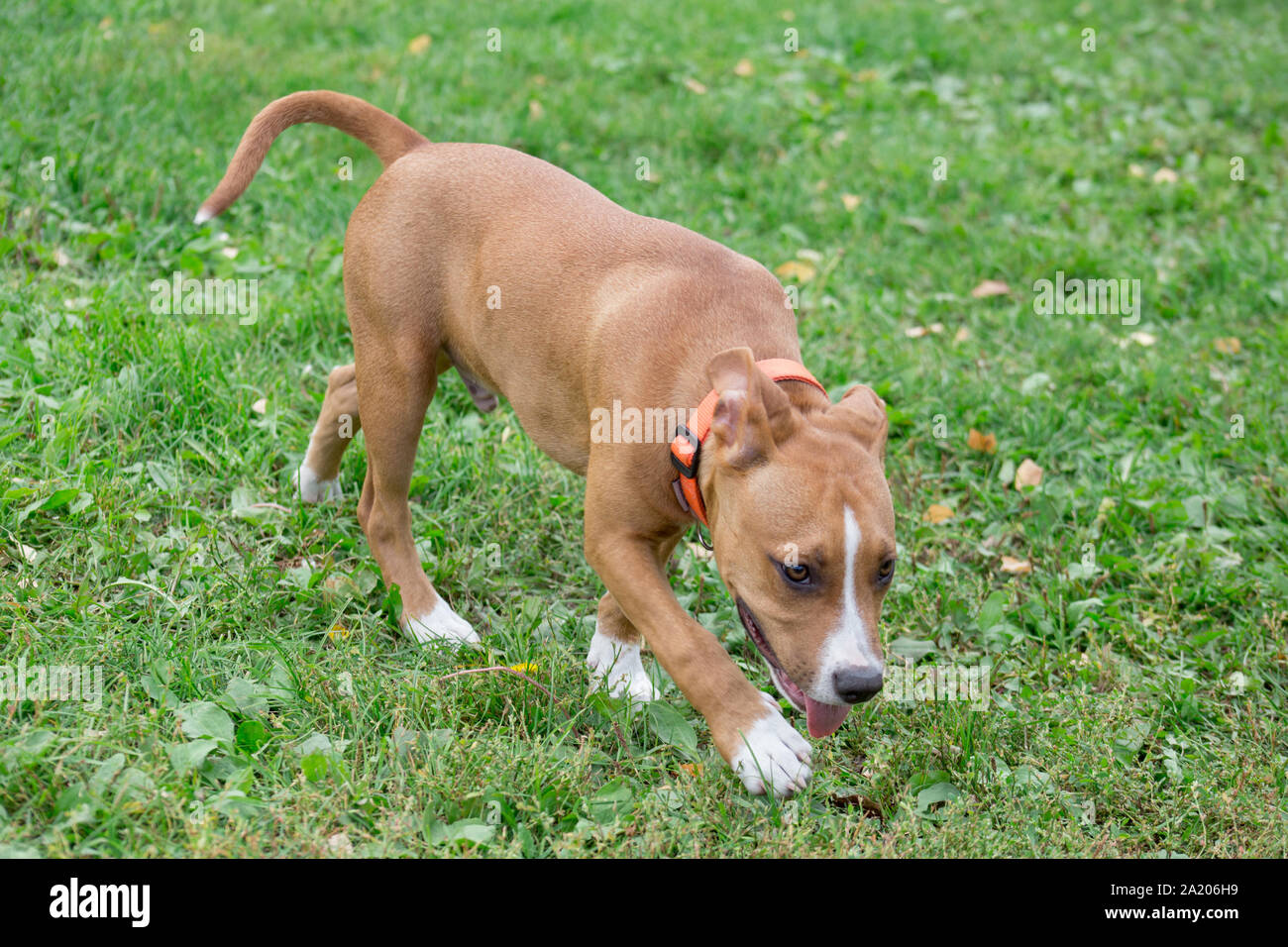 American staffordshire terrier walking hi-res stock photography and ...